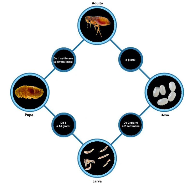 Il ciclo delle pulci; stadi e durata - Veterinaria San Pancrazio